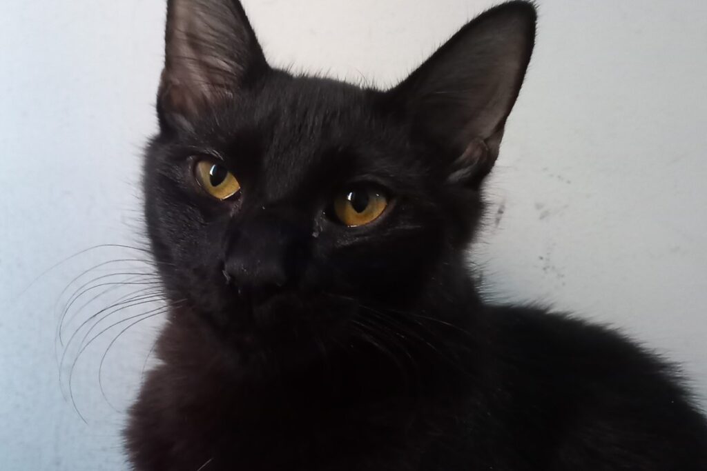 Gato preto dá azar? Saiba a origem do mito e como combater