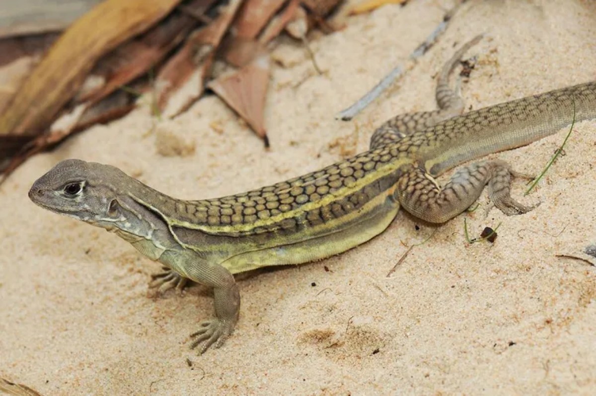 Conheça os 5 animais mais raros do mundo